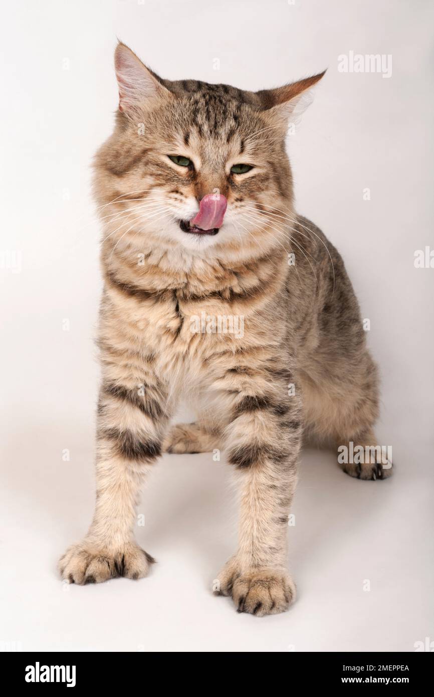 American bobtail shorthair hi-res stock photography and images - Alamy