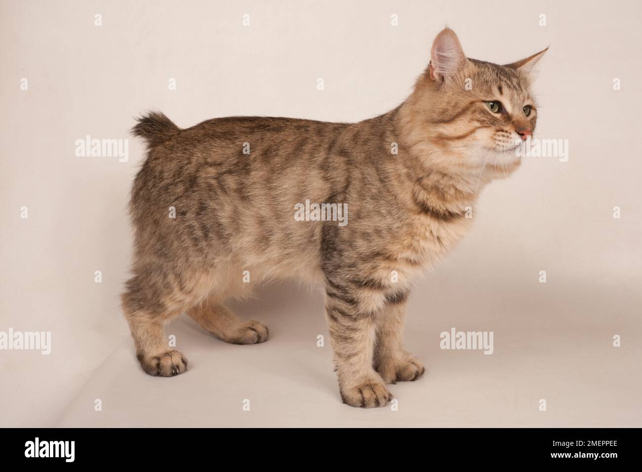 Pixie cat hi-res stock photography and images - Alamy