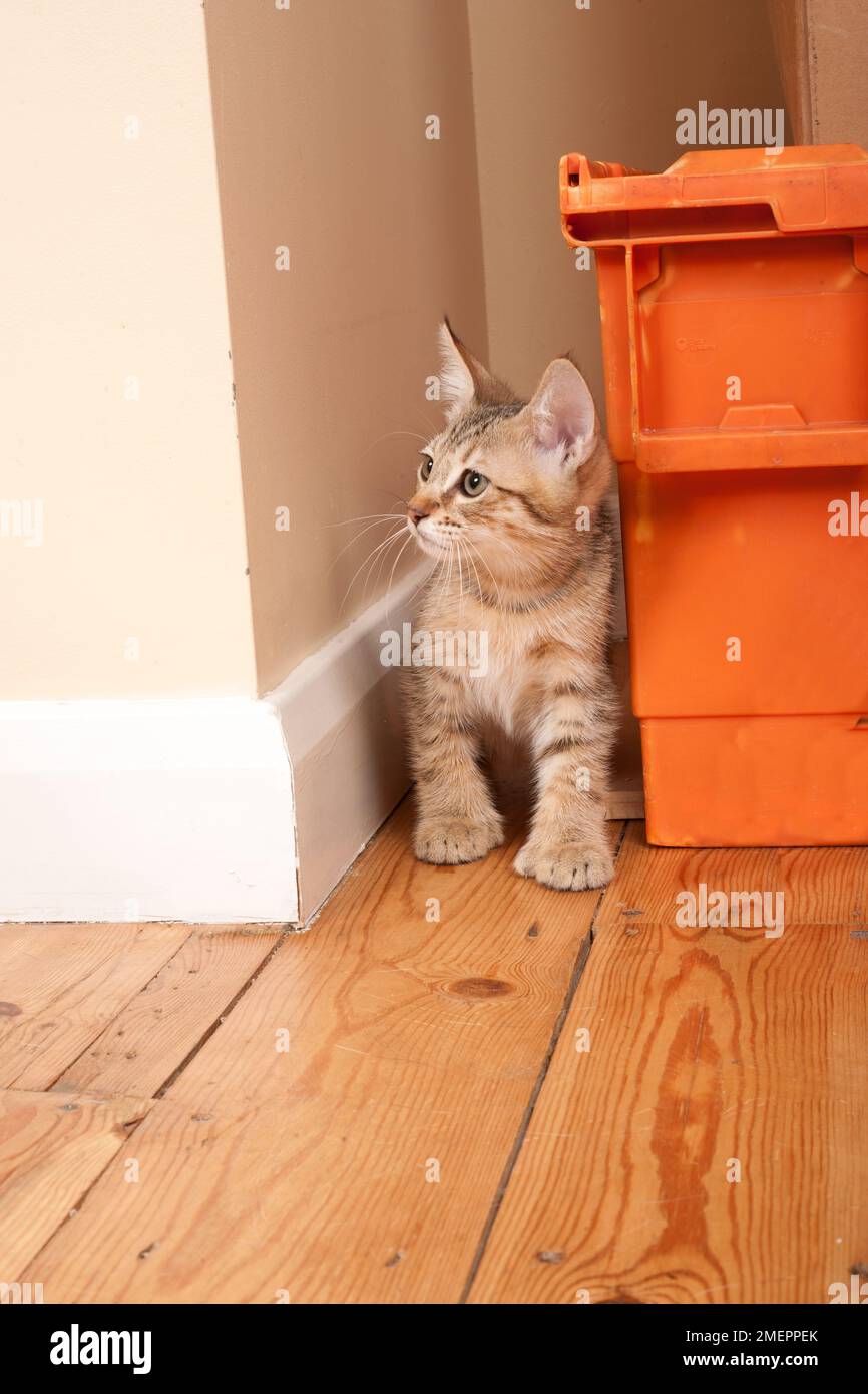 Cat sitting between a box and wall Stock Photo - Alamy