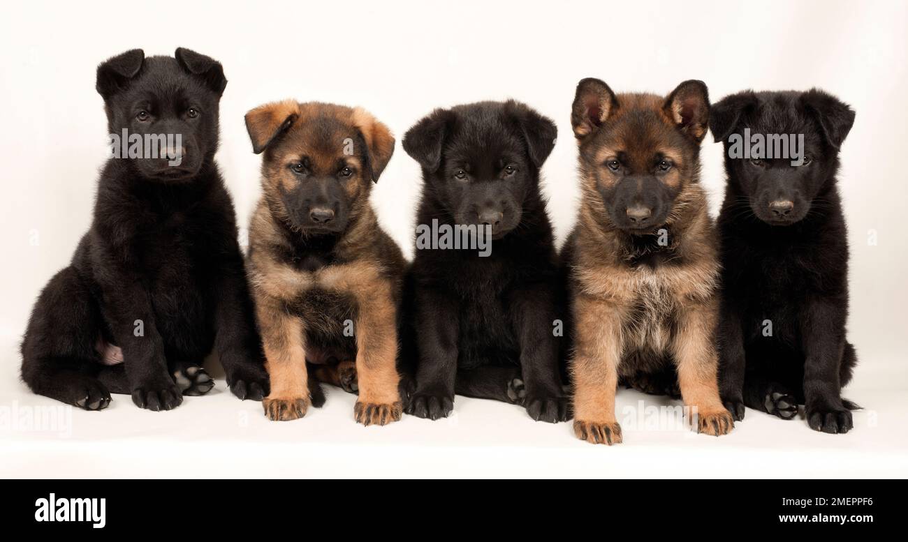Five puppies sitting together side by side Stock Photo - Alamy