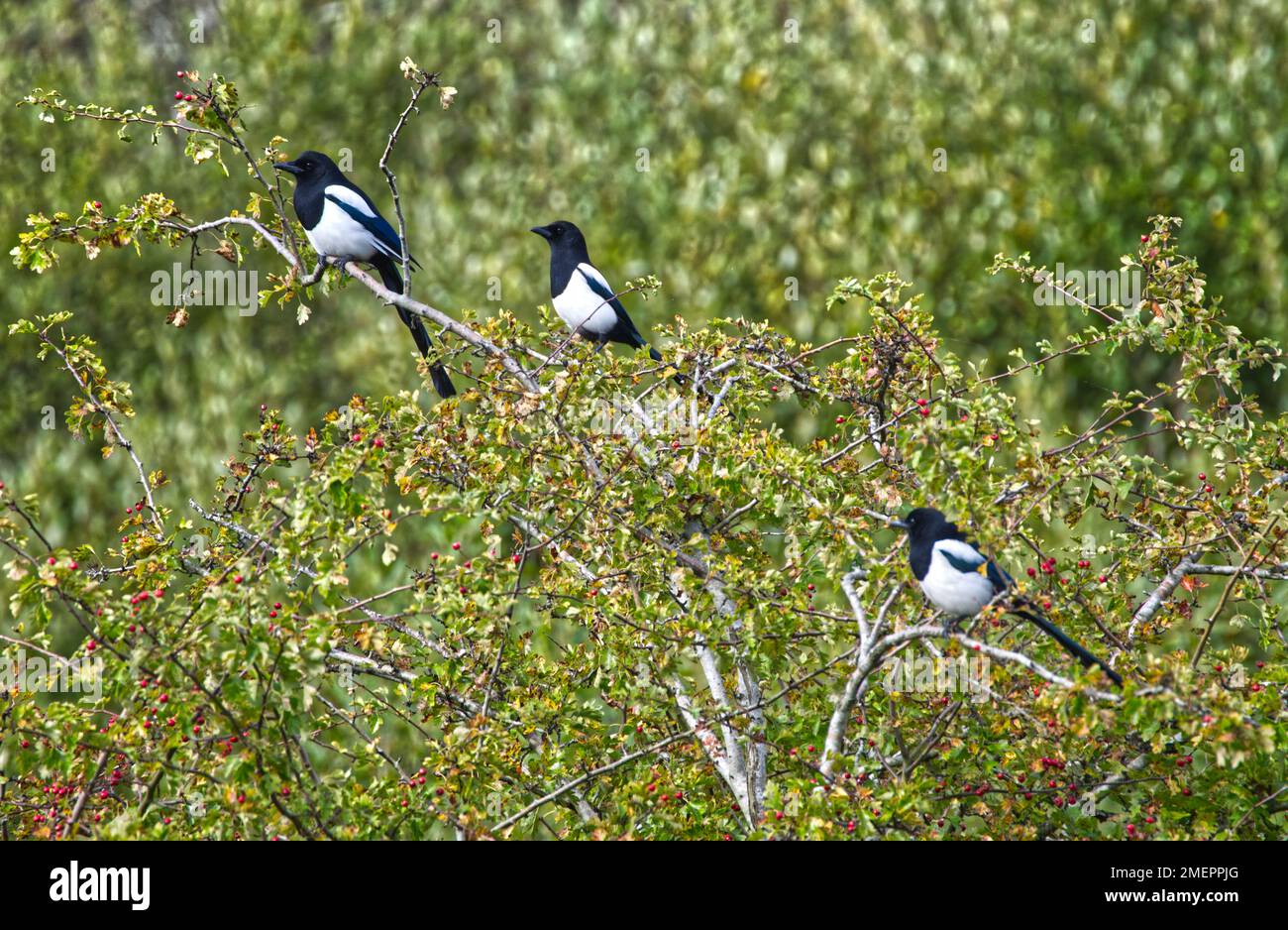 Three magpies on a hawthorne tree hi-res stock photography and images ...