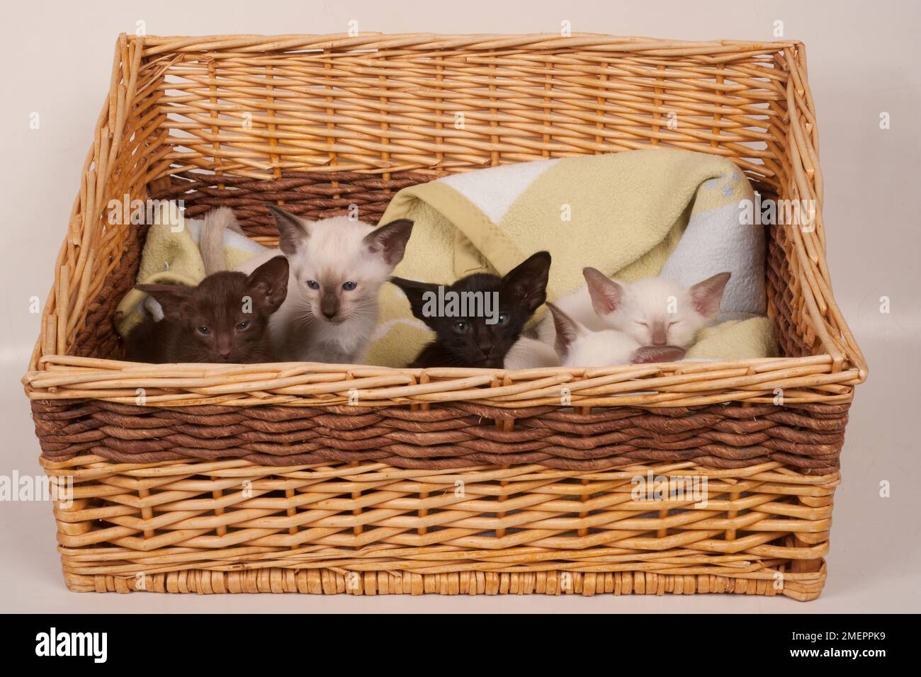 Basket of kittens Stock Photo - Alamy