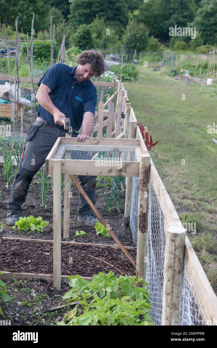 Man constructing wood and wire vegetable drying rack on allotment Stock ...