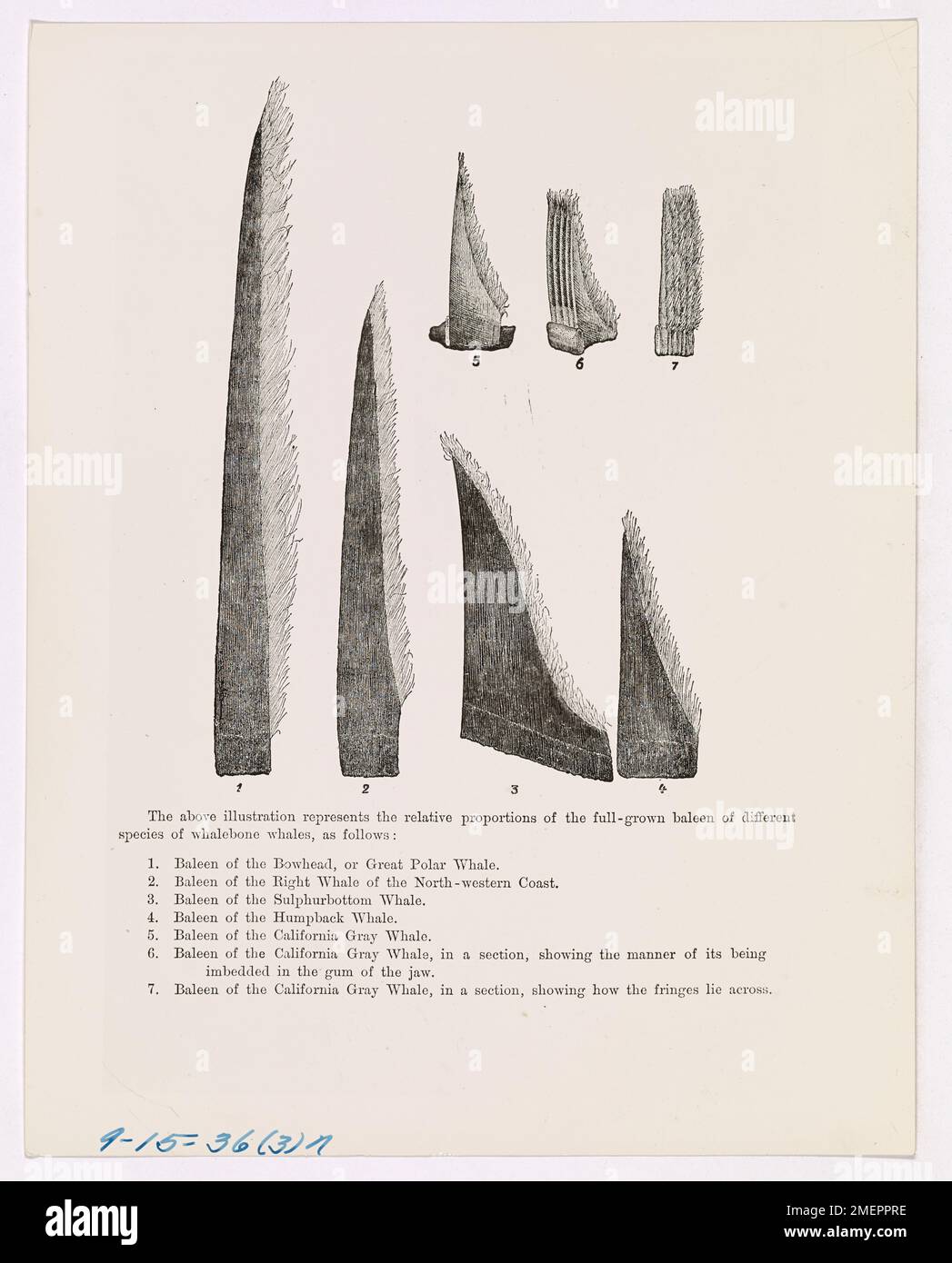 This illustration compares the proportions of baleen from different ...