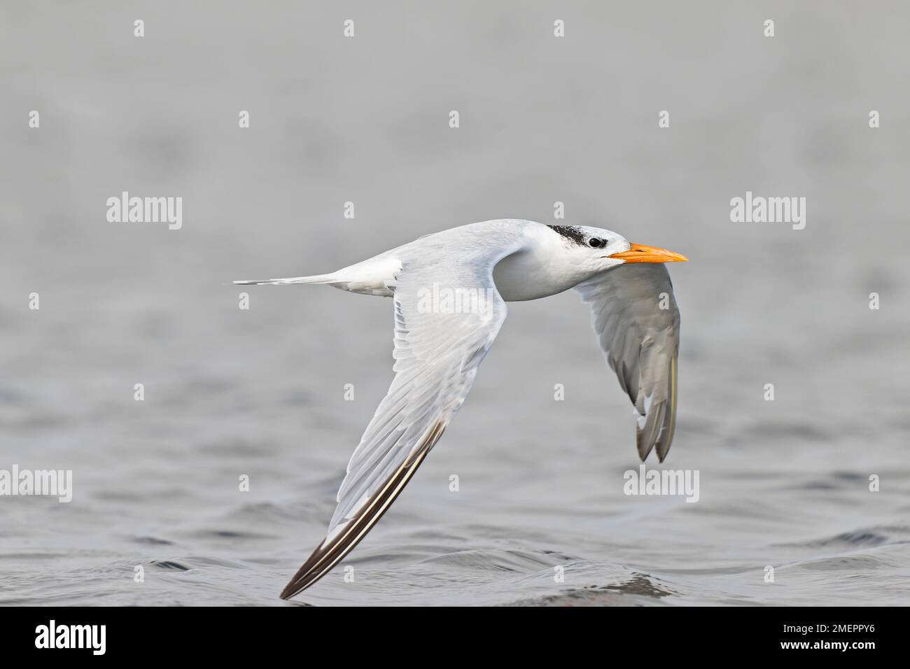 A royal tern (Thalasseus maximus) in flight at the coastline Stock ...