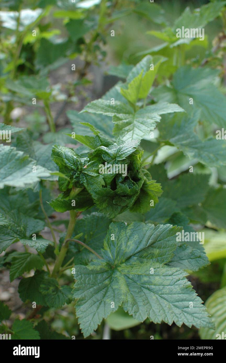Ribes nigrum (Blackcurrant) showing aphid damage Stock Photo - Alamy