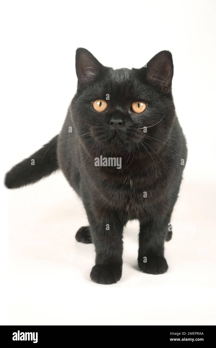 Self cat hi-res stock photography and images - Alamy