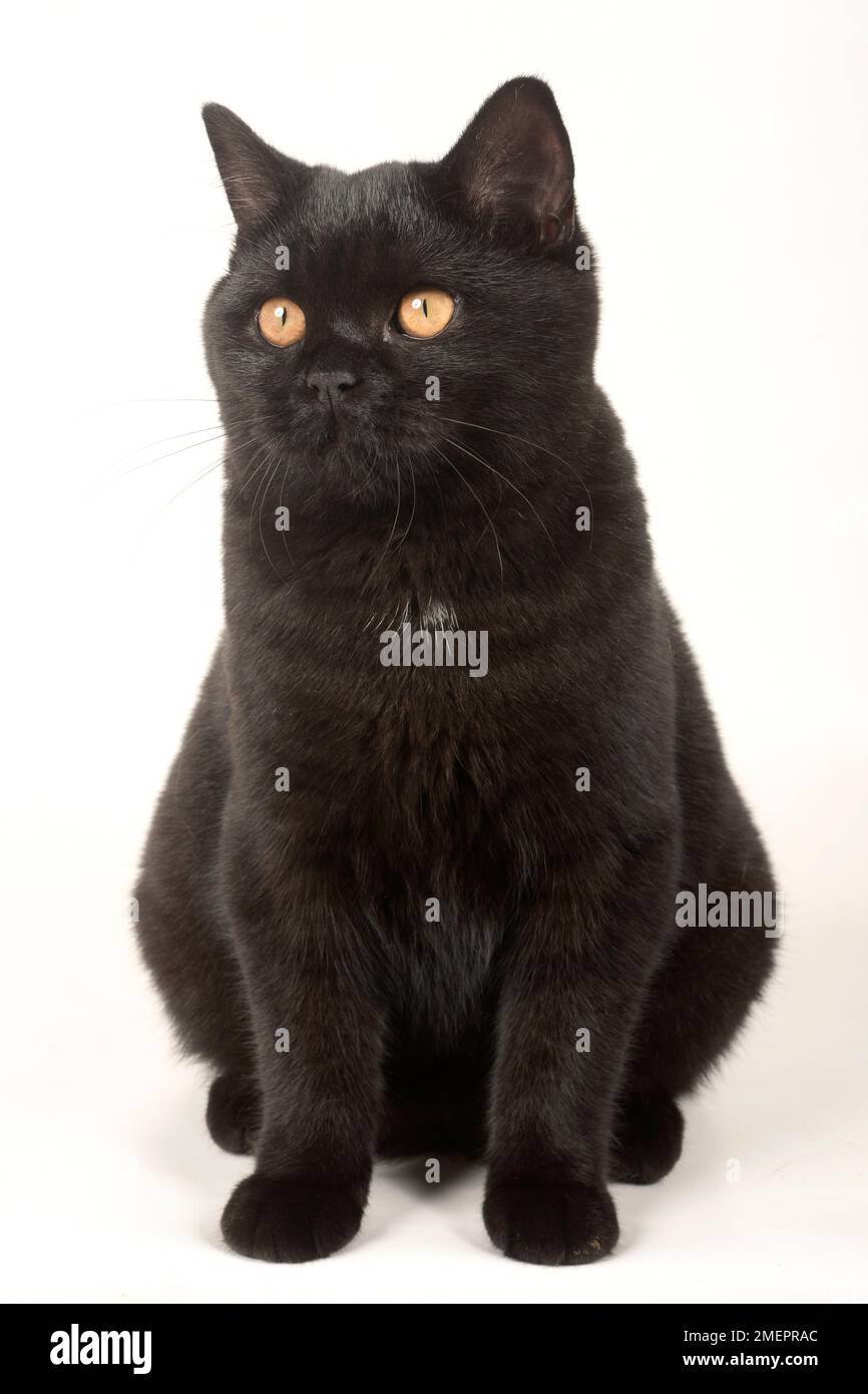 British Shorthair-Self cat Stock Photo - Alamy