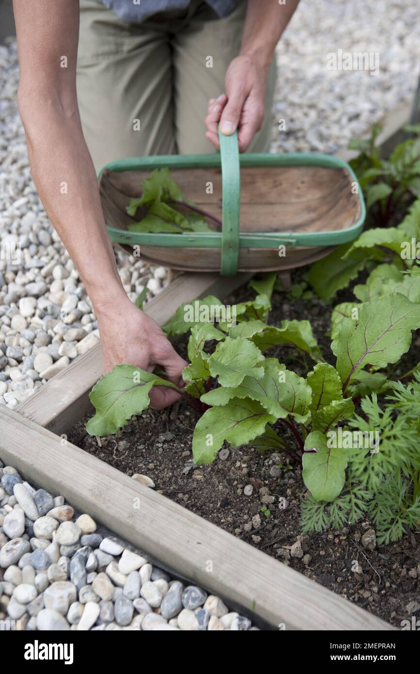 Beetroot, Bolthardy, salad leaves, cut-and-come-again, seedlings, young ...