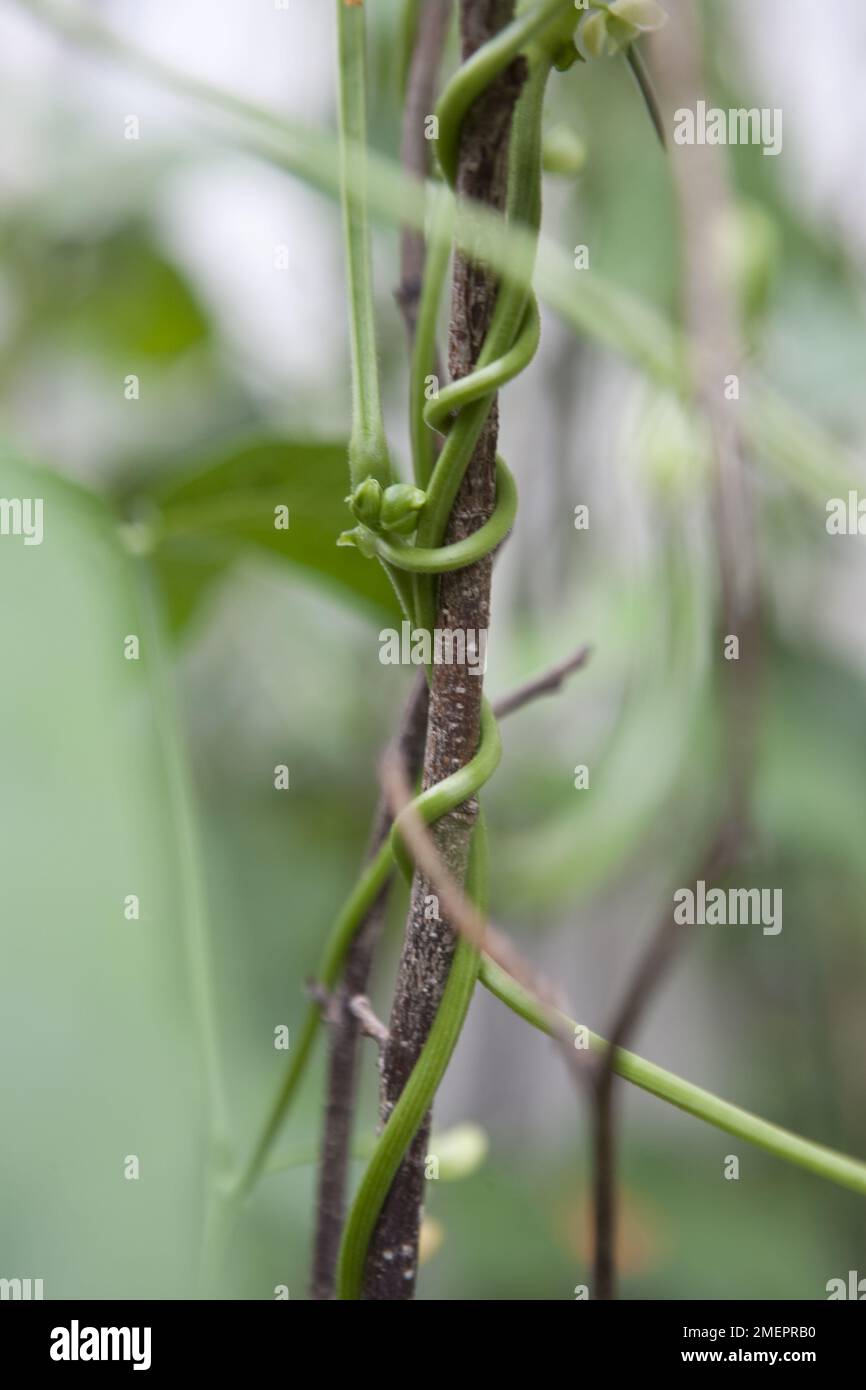 Vegetable plant entwined around a stick Stock Photo - Alamy