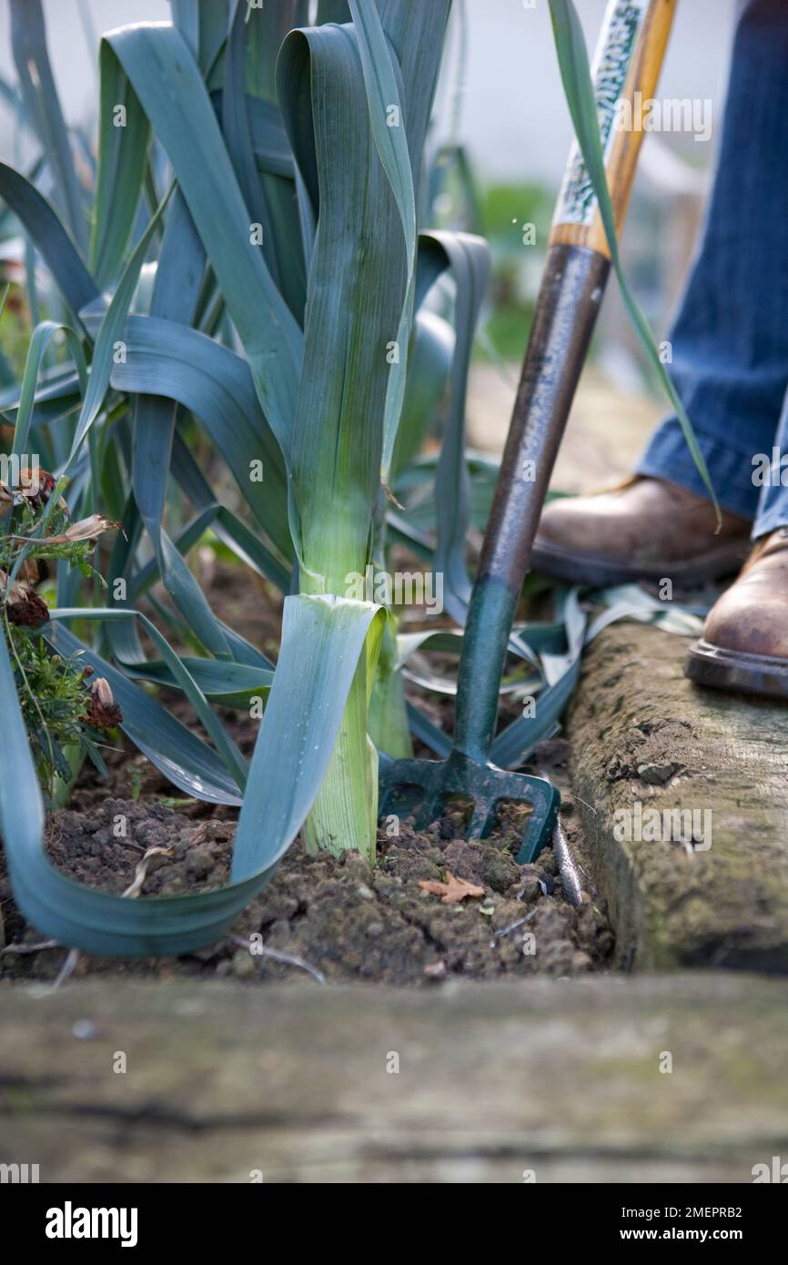 Leek, Allium ampeloprasum, harvesting crop using a garden fork Stock ...
