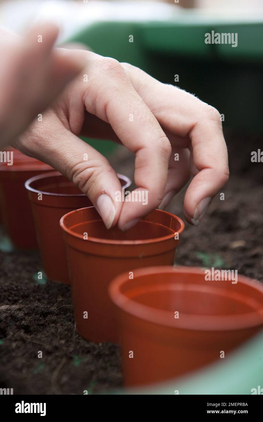 Kohl rabi, Kolibri, stem crop, brassica, seeds, seed sowing, small pots ...
