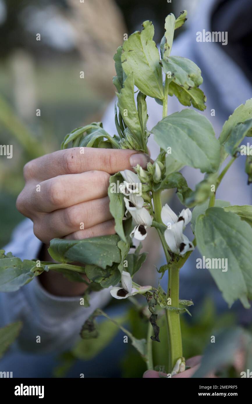 Hysor hi-res stock photography and images - Alamy