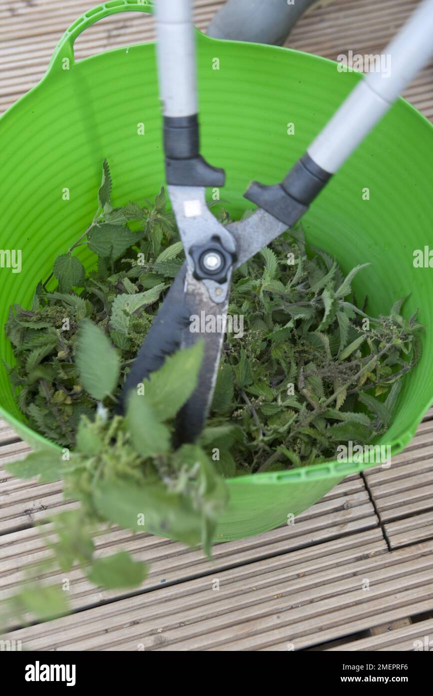 Nettle secateurs hi-res stock photography and images - Alamy