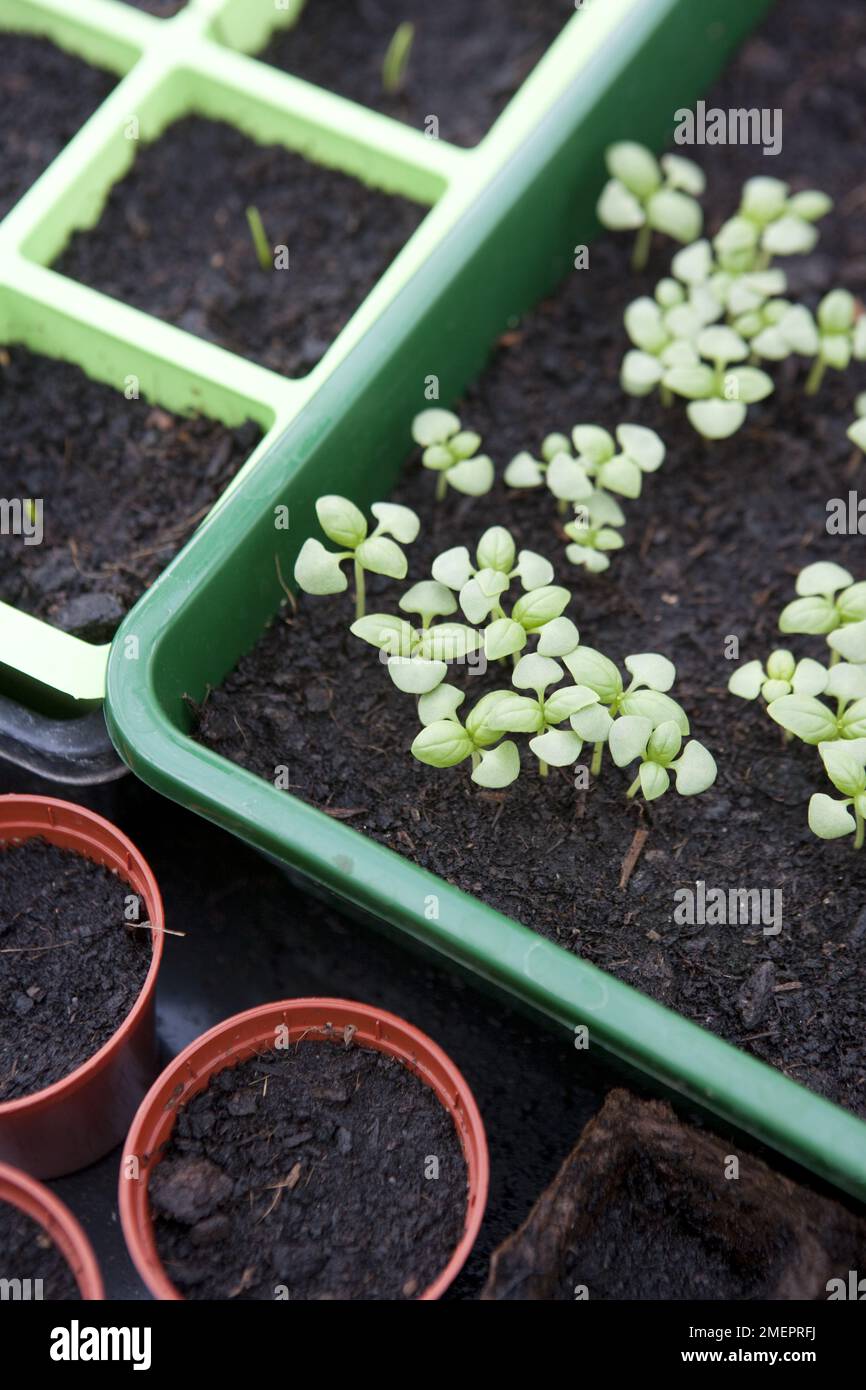 Seedlings in seedling tray Stock Photo - Alamy