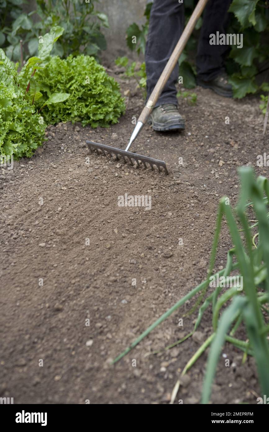 Raking vegetable bed hi-res stock photography and images - Alamy