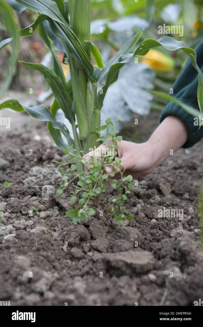 Earth up sweet corn hi-res stock photography and images - Alamy