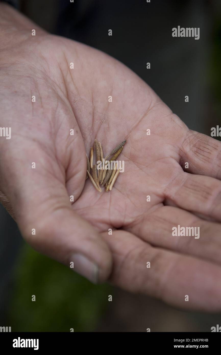 Seeds in palm of hand hi-res stock photography and images - Alamy