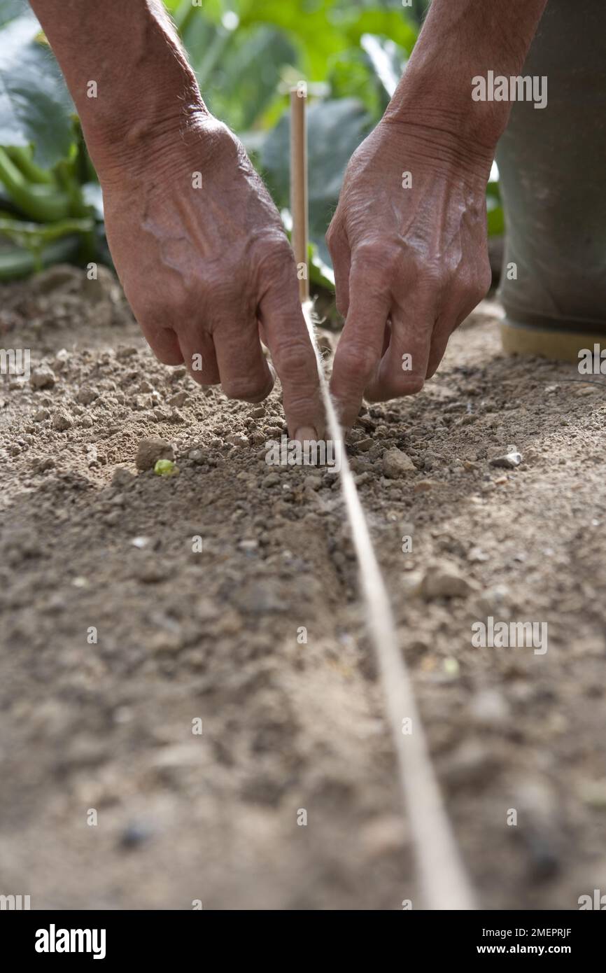 Planting seeds along a line of twine Stock Photo - Alamy