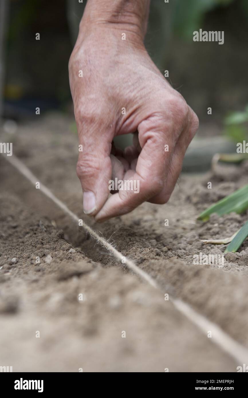 Planting seeds along seed drill marked out using twine Stock Photo - Alamy