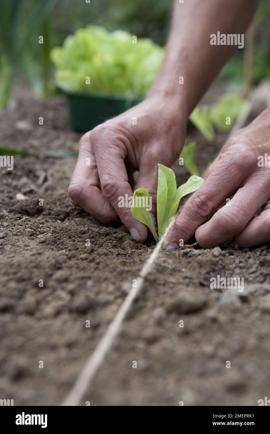 Planting out young lettuce plants, Lactuca sativa Stock Photo - Alamy