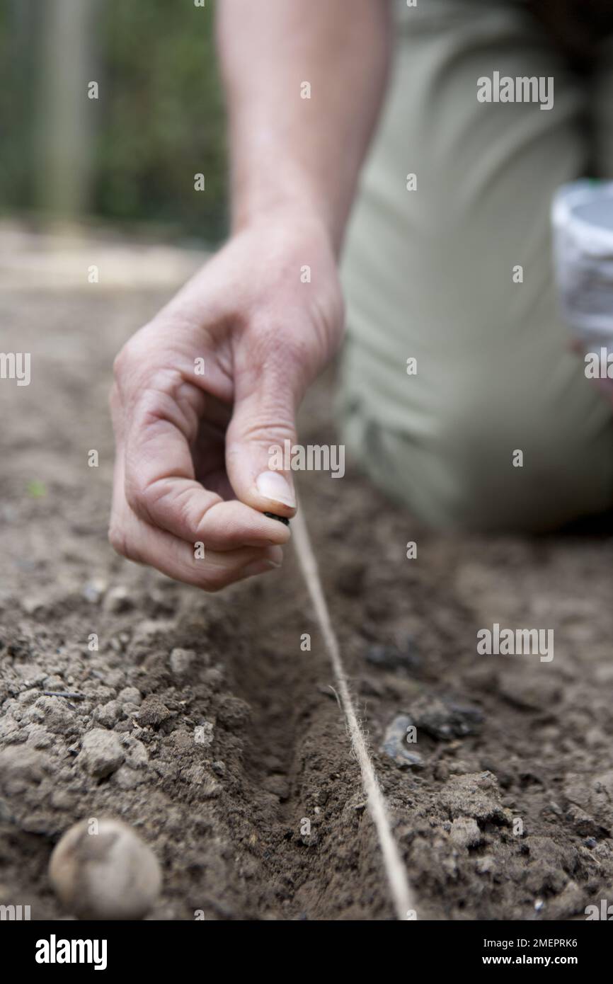 Sowing seeds in a seed drill Stock Photo - Alamy