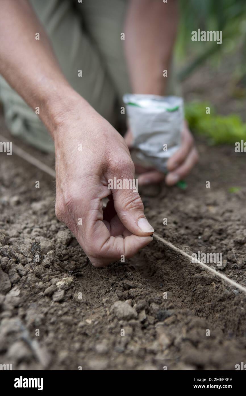 Sowing seeds into a seed drill Stock Photo - Alamy