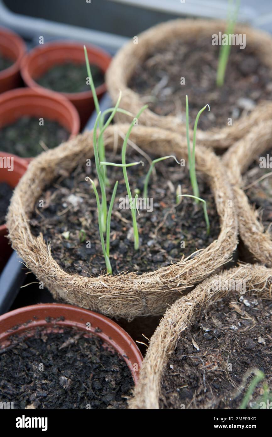 Seedlings in straw pots Stock Photo - Alamy