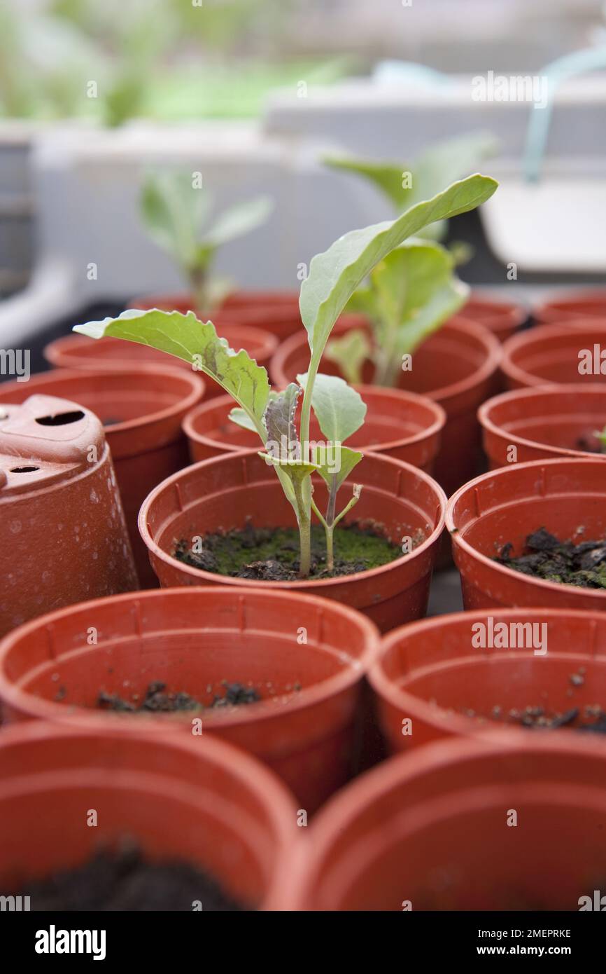 Seedling in pot hi-res stock photography and images - Alamy