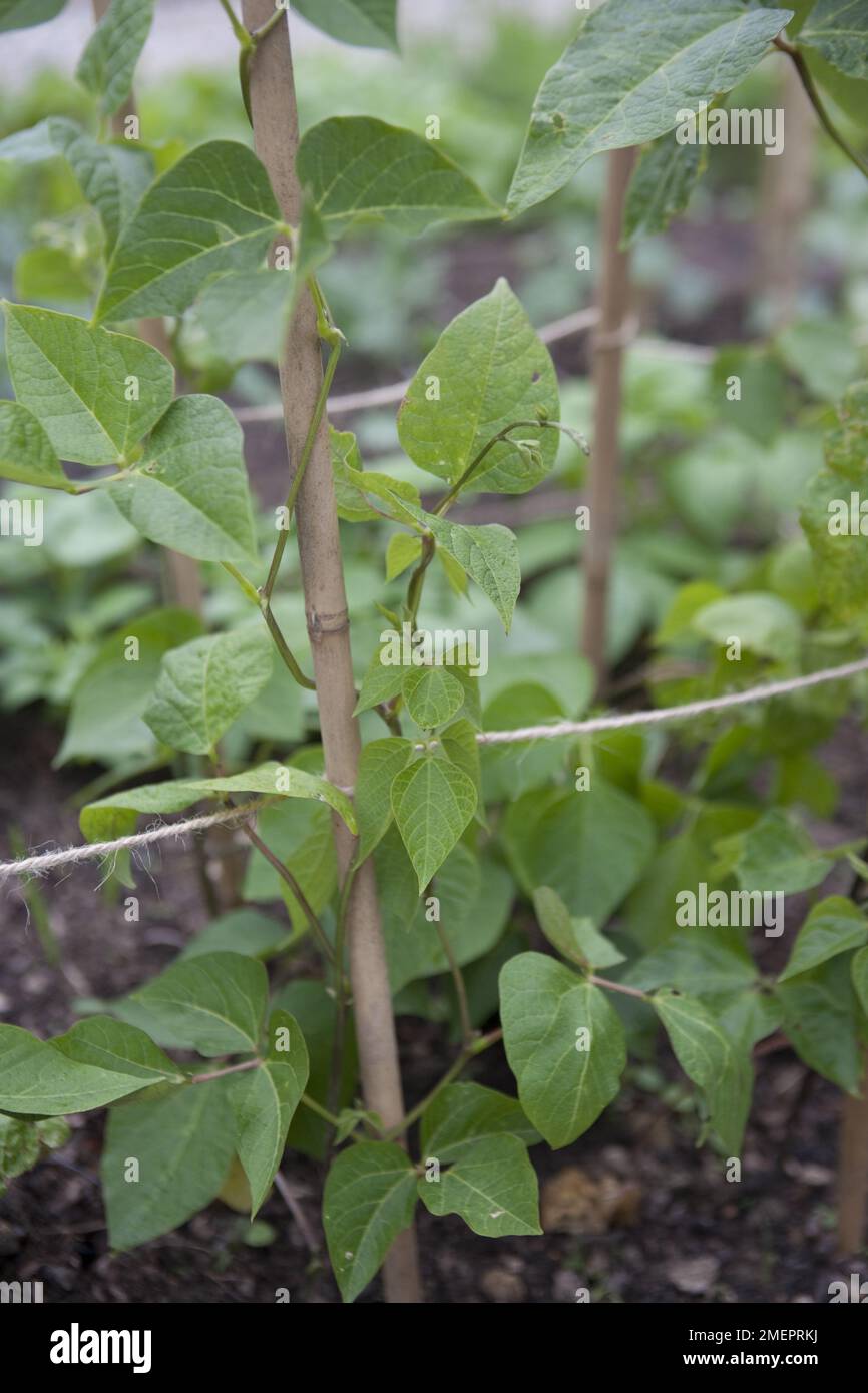 Runner beans, Phaseolus coccineus, plants growing up and around bamboo ...
