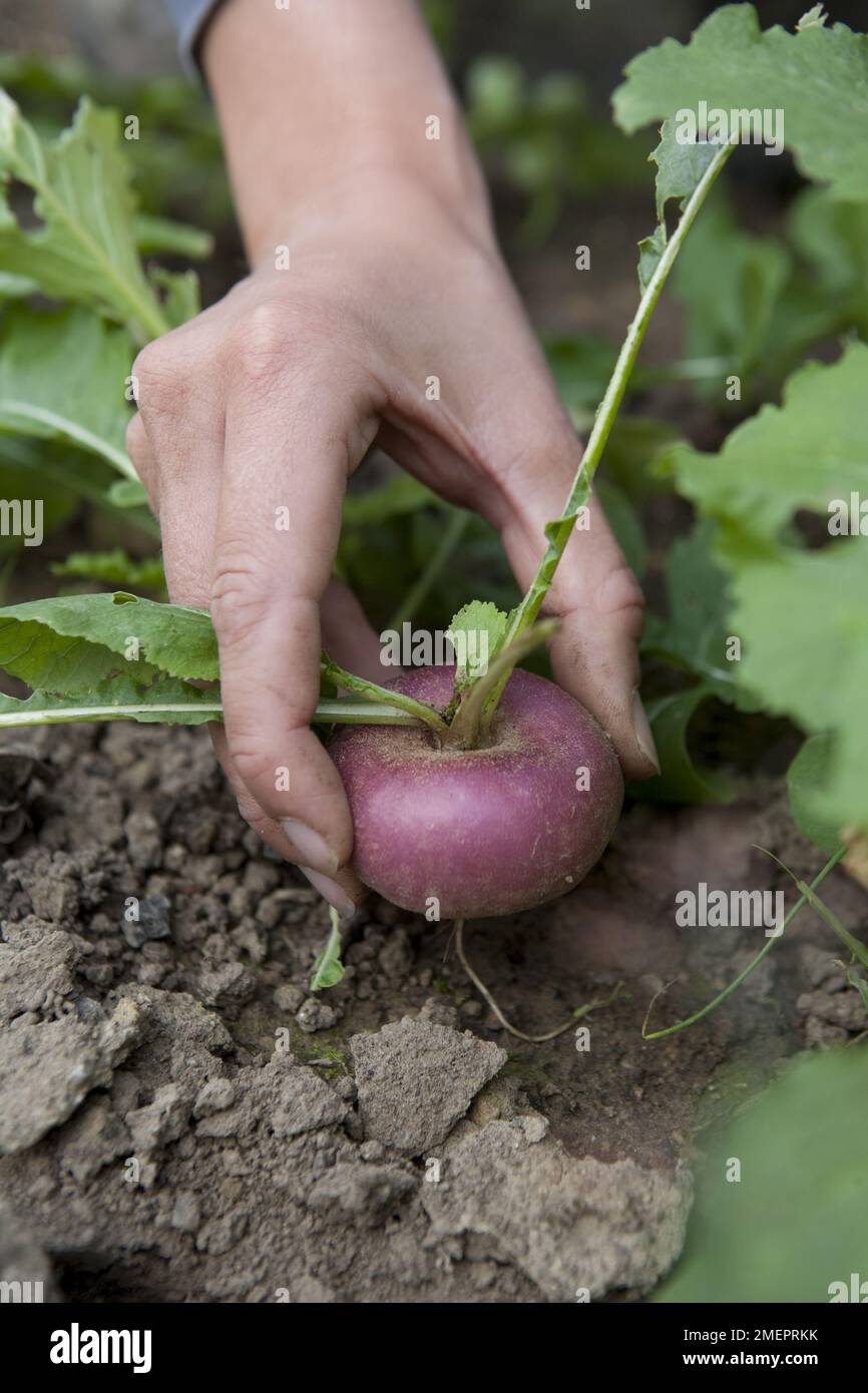 Turnip, Brassica rapa subsp. rapa, harvesting a mature vegetable Stock ...