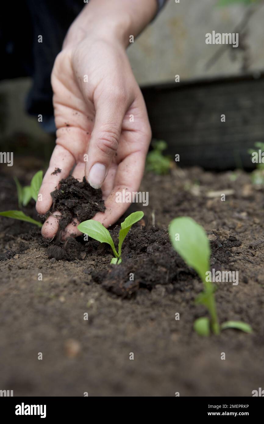 Adding mulch to seedlings growing in vegetable bed Stock Photo - Alamy