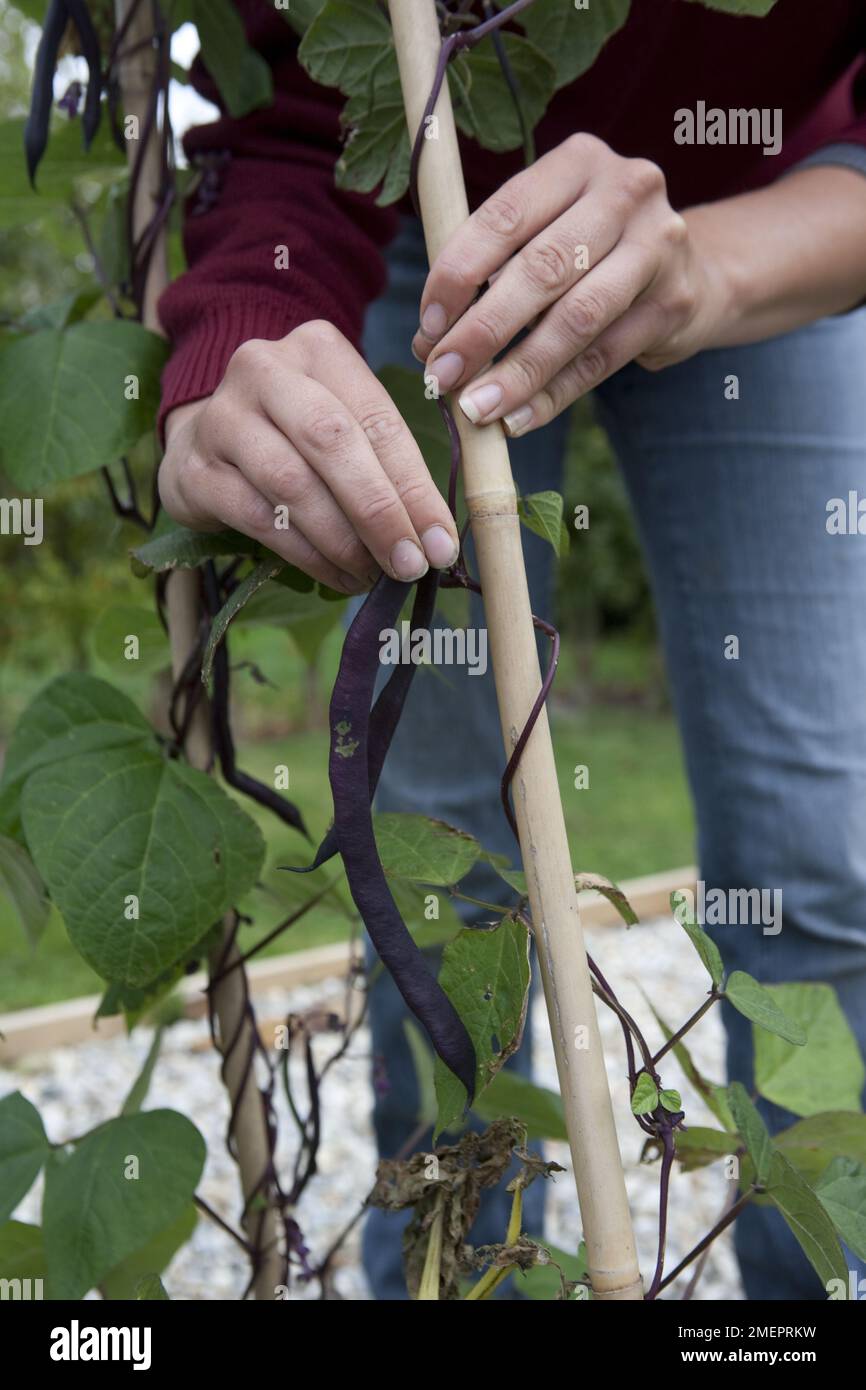 Runner bean, Phaseolus coccineus, harvesting mature vegetable from crop ...