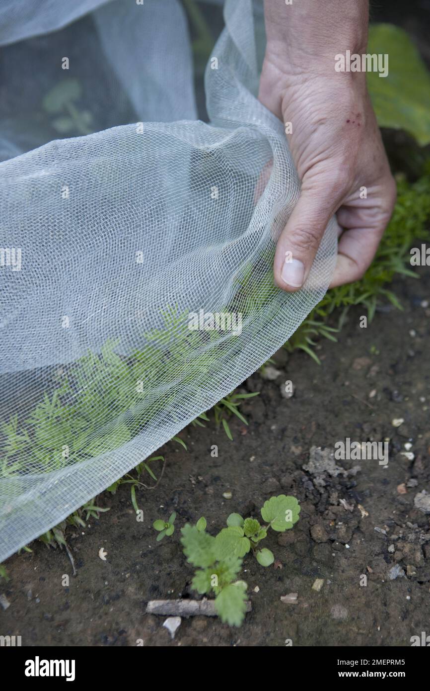 Covering young vegetable plants with netting for protection Stock Photo ...