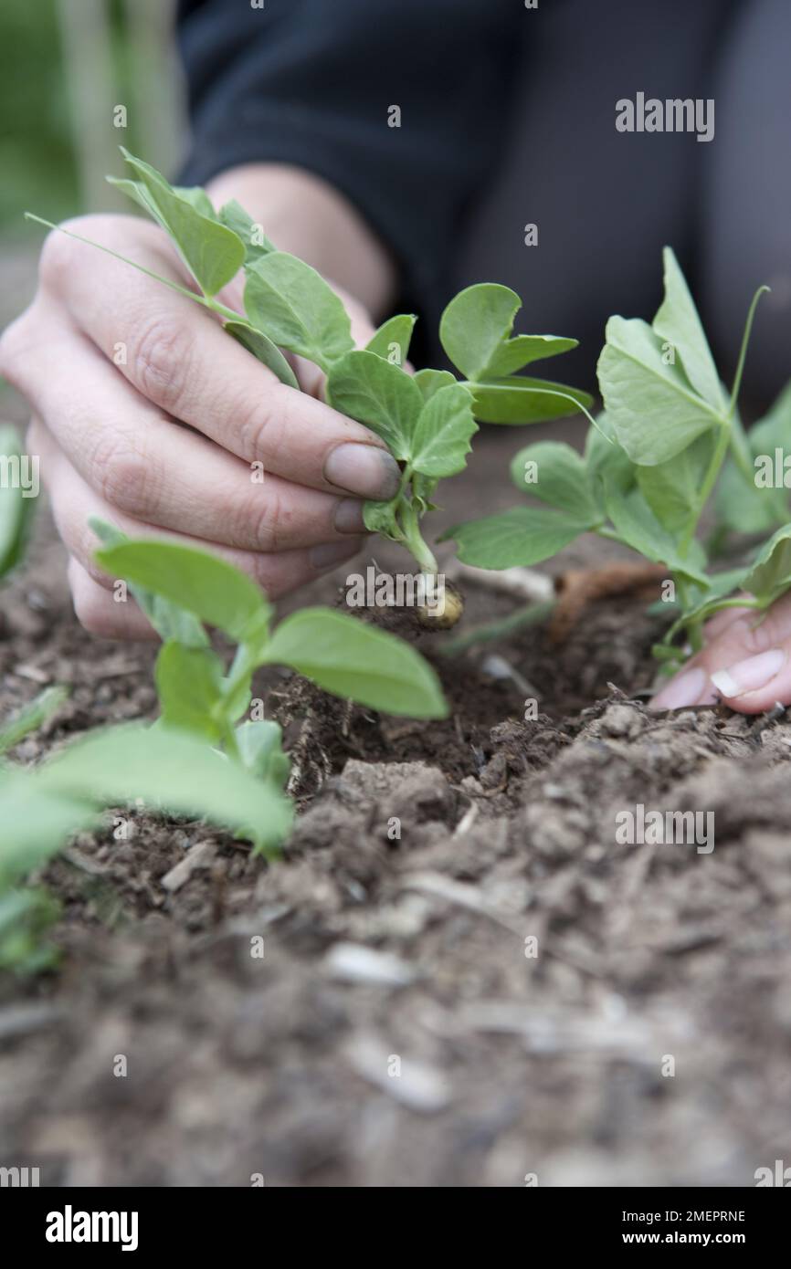 Planting out seedlings Stock Photo - Alamy