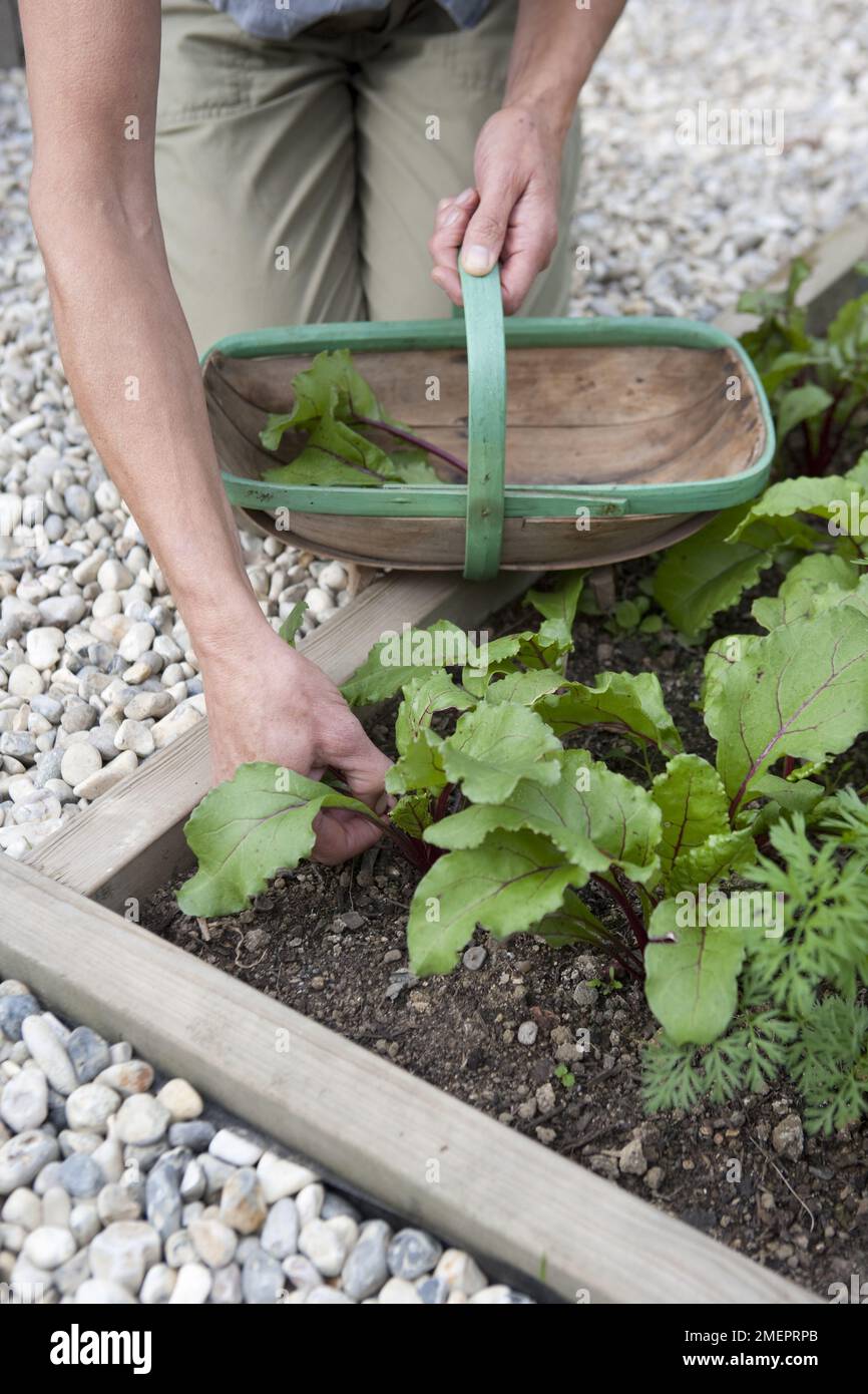 Swiss chard, Beta vulgaris subsp. cicla, harvesting leaves Stock Photo ...
