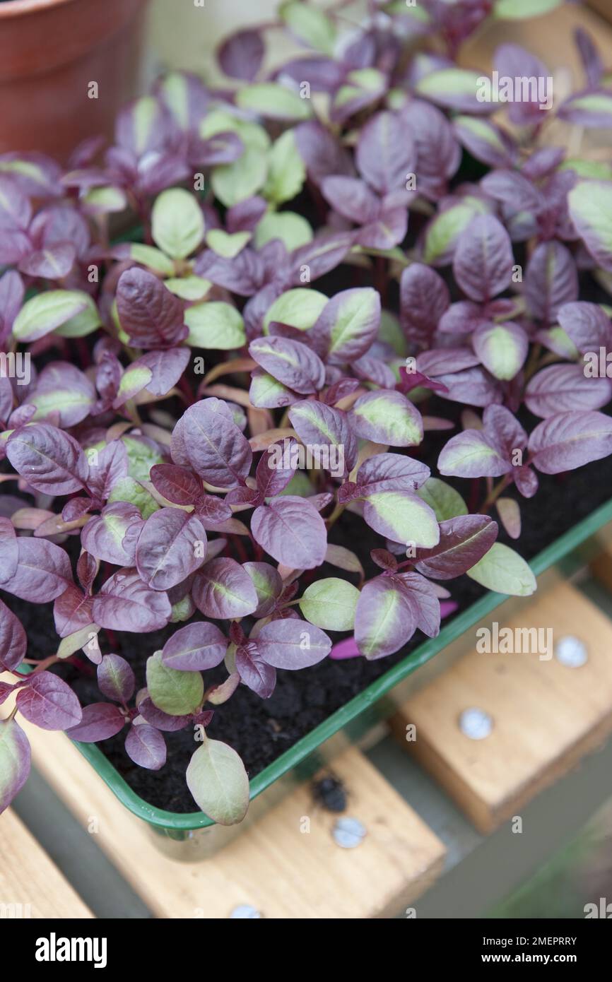 Microgreens, Amaranthus (Amaranth Stock Photo - Alamy