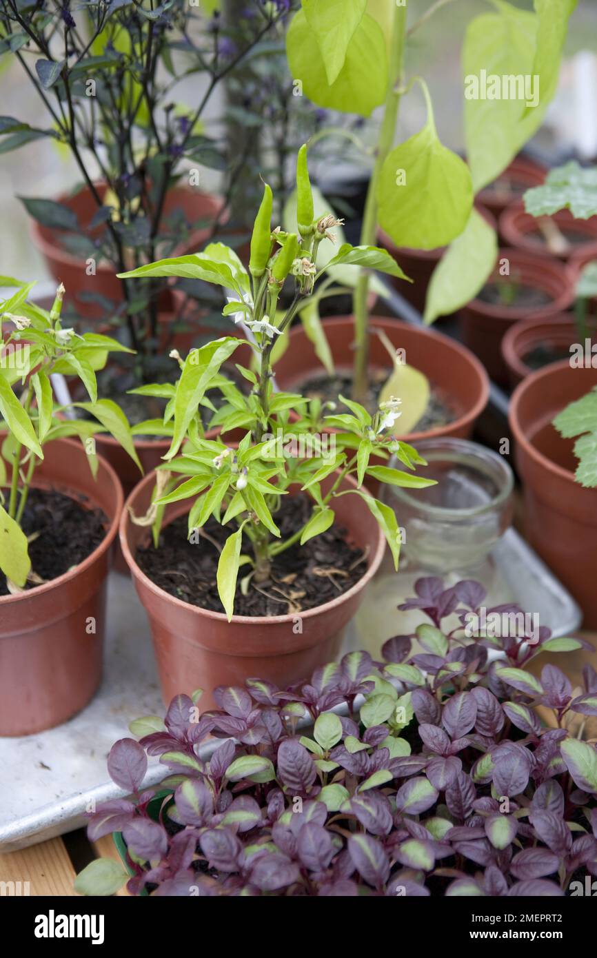 Potted chilli plant hi-res stock photography and images - Alamy