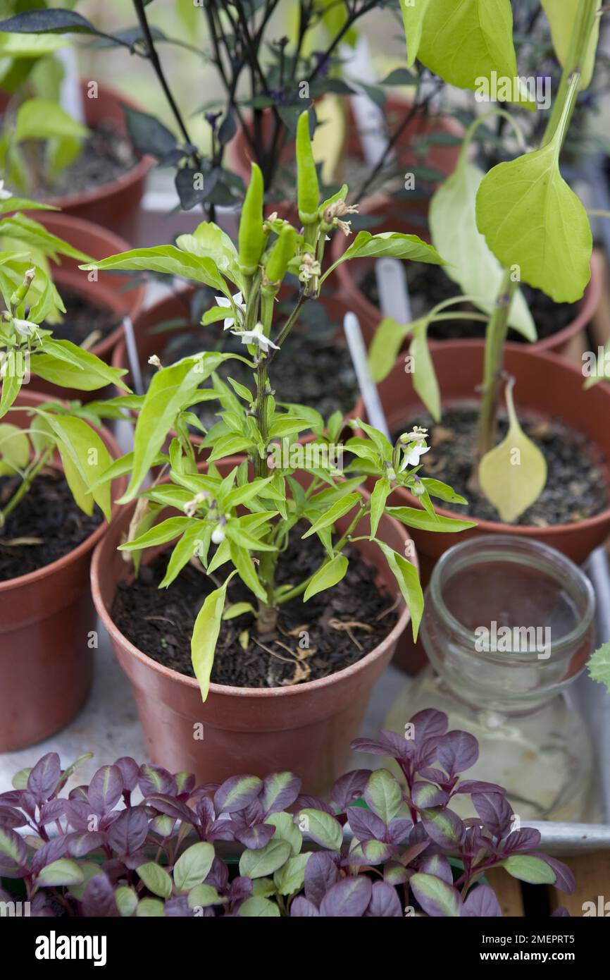 Chilli, capsicum, plant with fruit growing in pot Stock Photo - Alamy