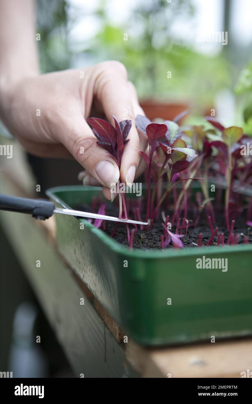 Harvesting microgreens, Amaranthus (Amaranth Stock Photo - Alamy