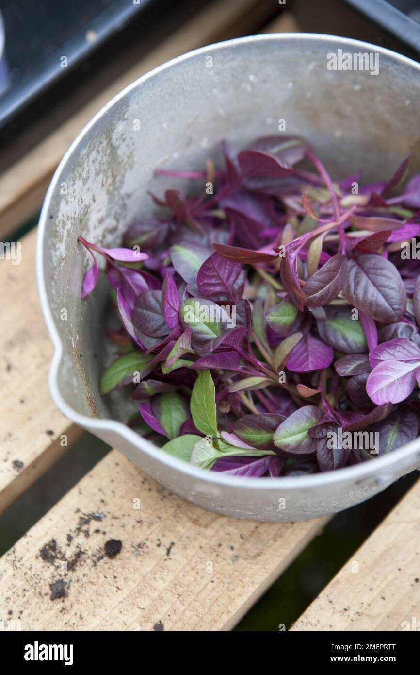Microgreens, Amaranthus (Amaranth), collected in bowl Stock Photo - Alamy