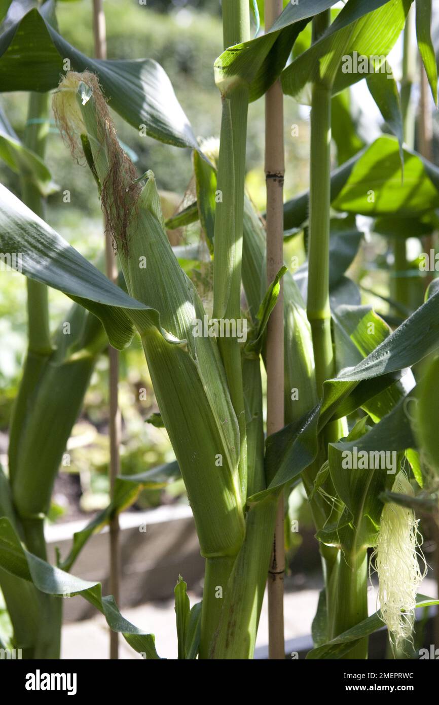 Sweetcorn plant, Saccharata var. rugosa, mature plants growing Stock ...