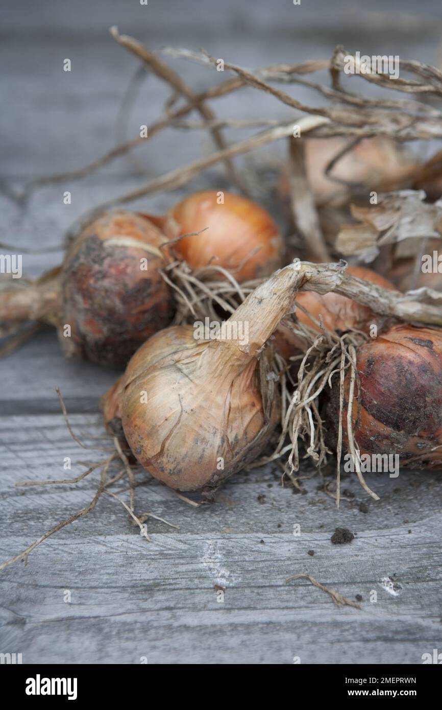 Mature onions hi-res stock photography and images - Alamy