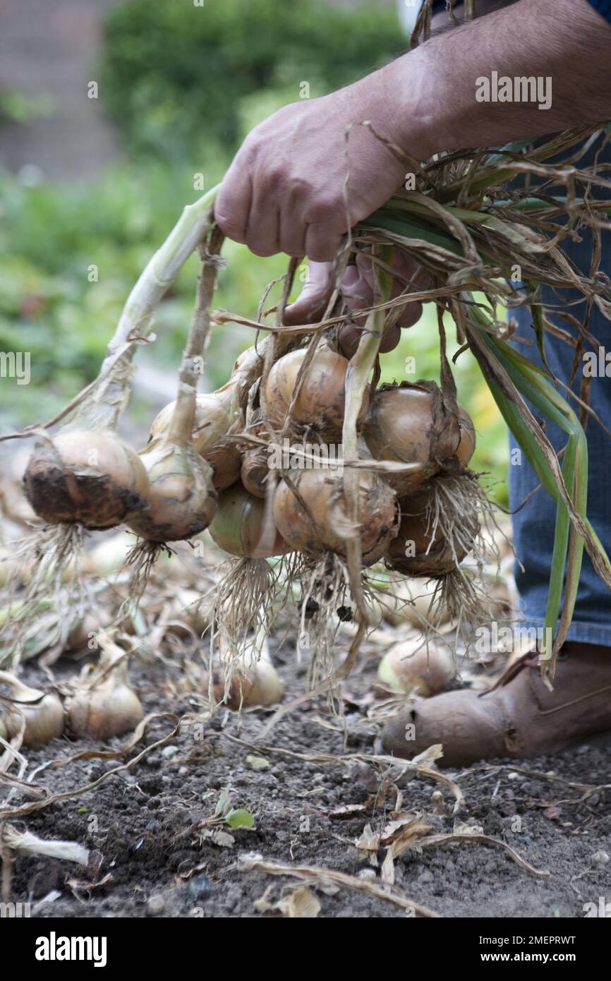 Onion, allium, harvesting dried onions Stock Photo - Alamy