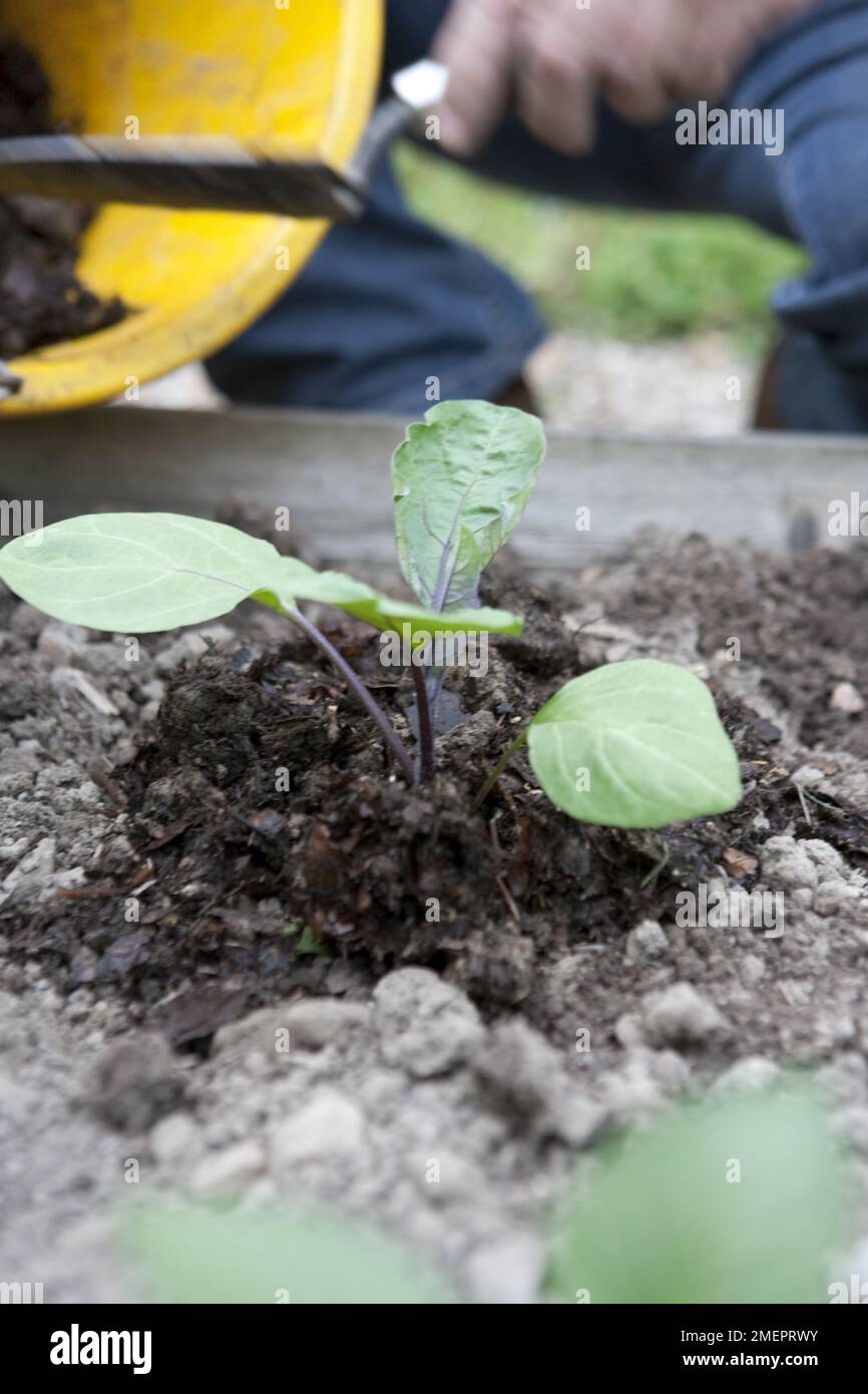 Beetroot seedling hi-res stock photography and images - Alamy