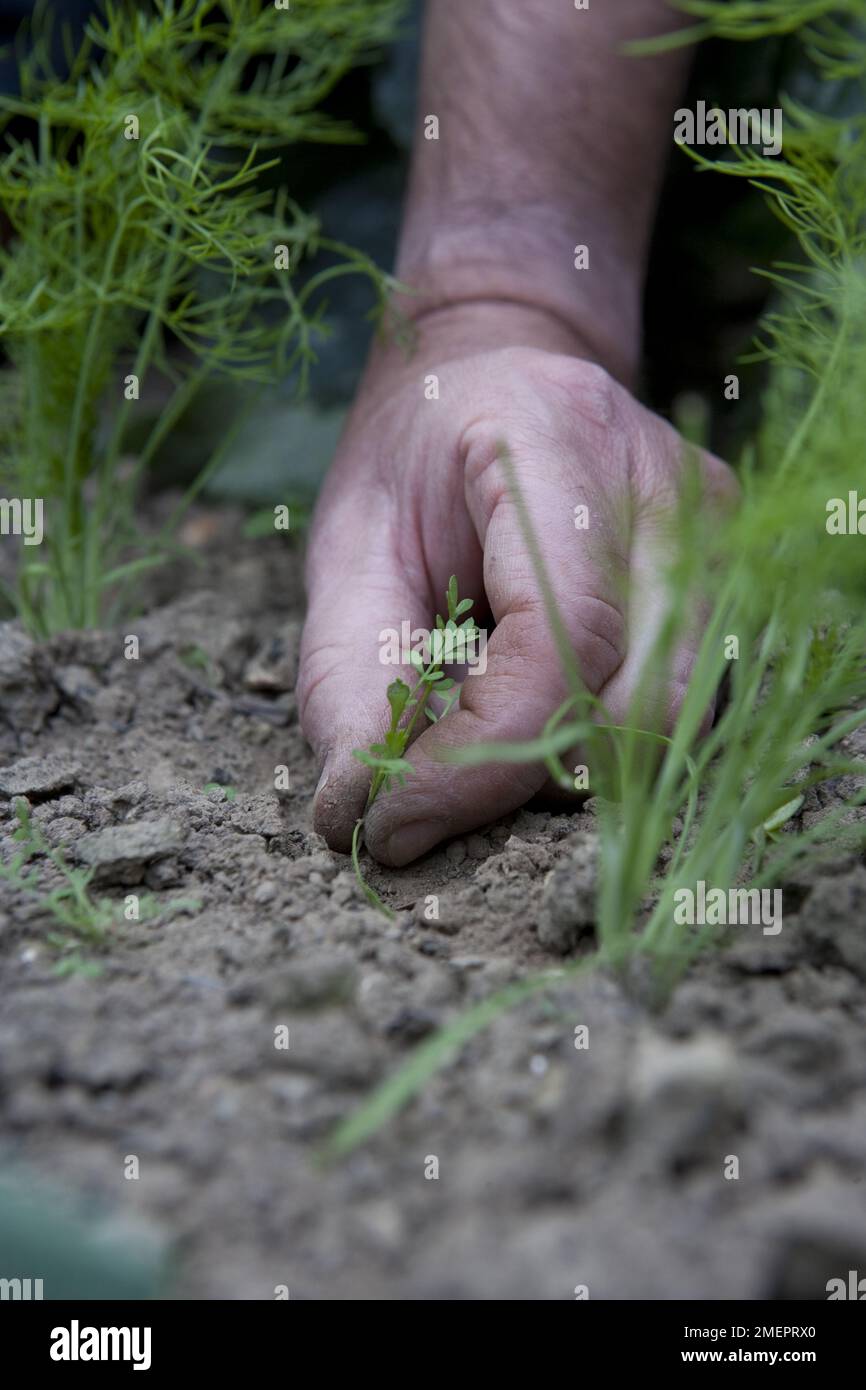 Hand weeding garden bed growing hi-res stock photography and images - Alamy