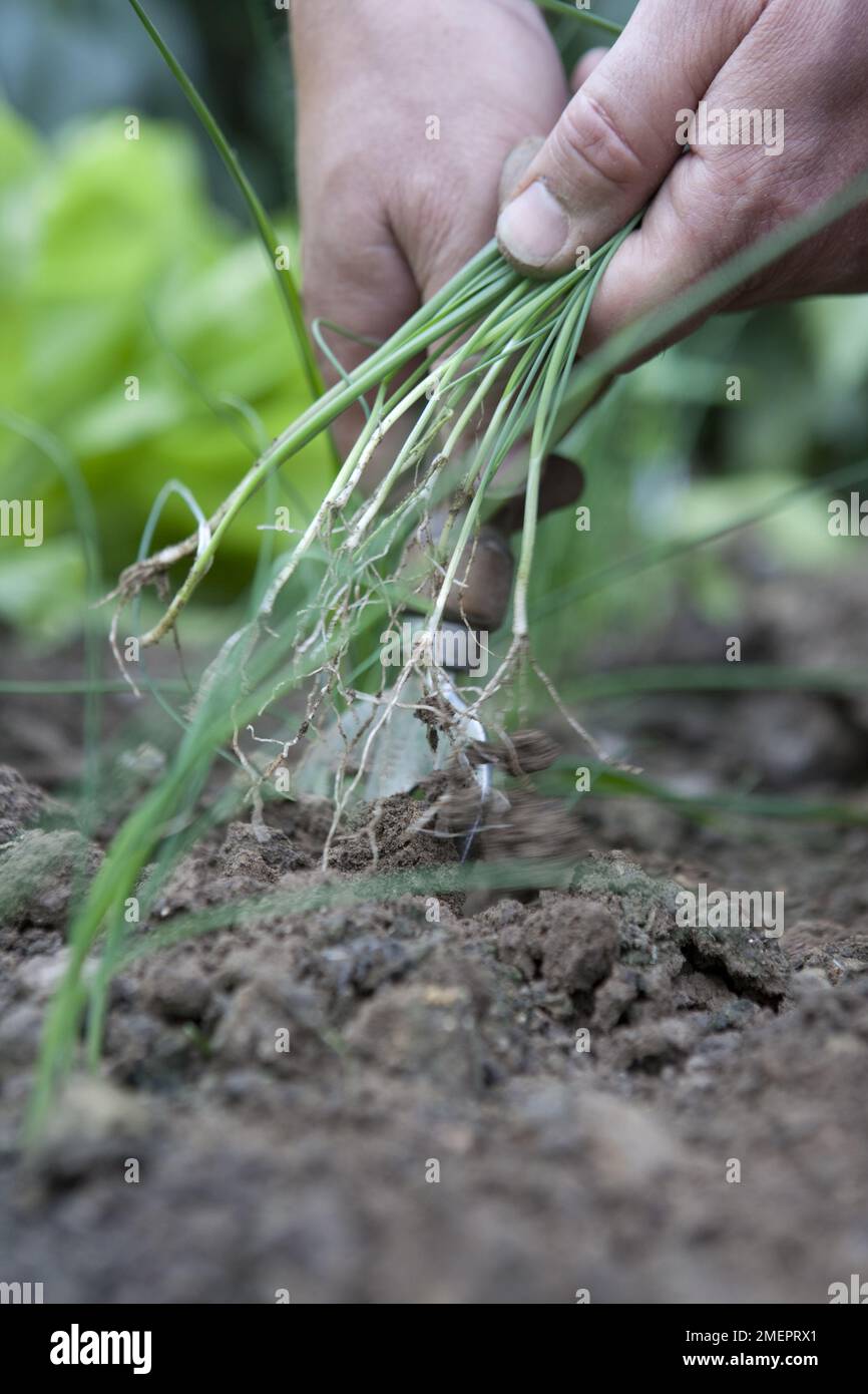 Onion, allium, trimming roots from seedlings Stock Photo - Alamy