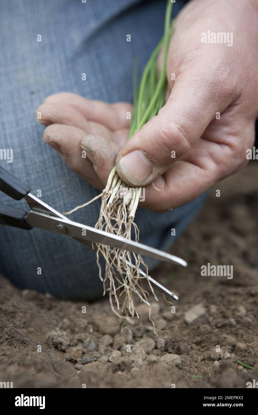 Onion, allium, trimming roots from seedlings Stock Photo - Alamy
