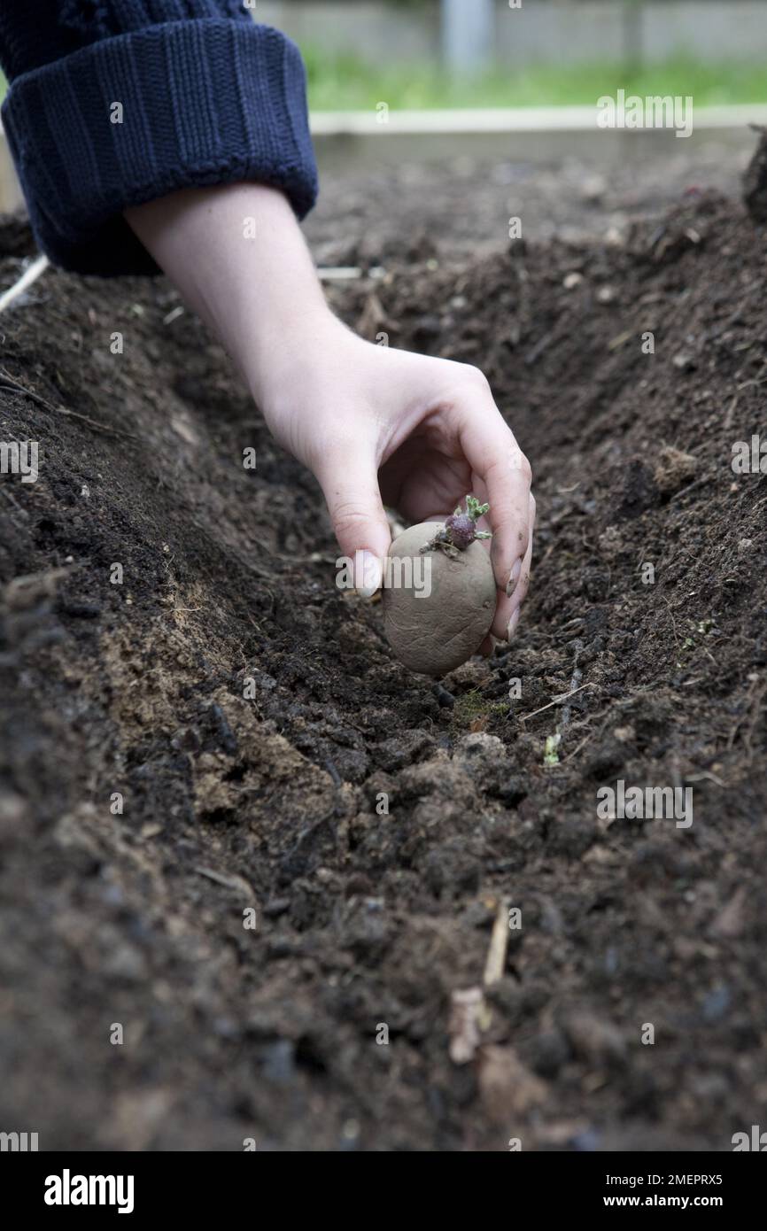 Planting potato seed in garden trench Stock Photo - Alamy