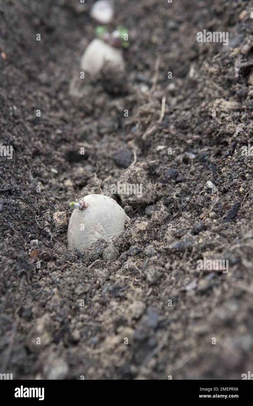 Potato seeds planted in trench in vegetable garden Stock Photo - Alamy